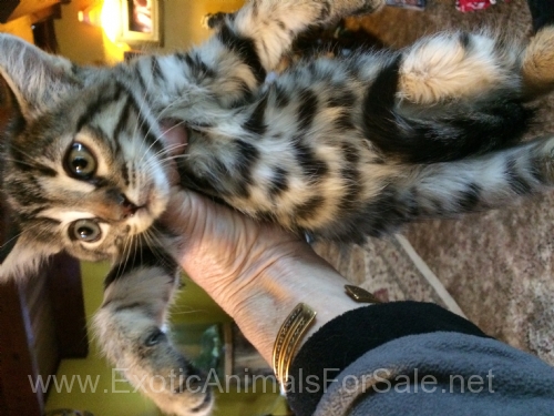 Bengal pixie bob cross kittens for Sale