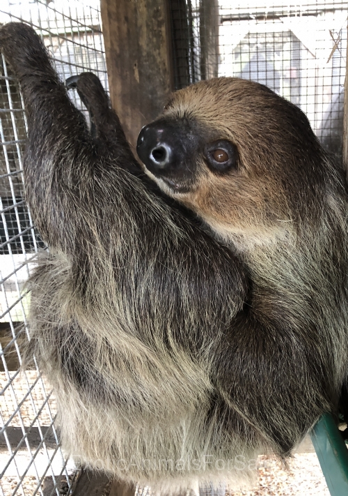 Sloths For Sale