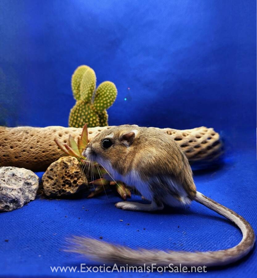 Ord's Kangaroo Rats (captive bred, extensively handled and socialized ...