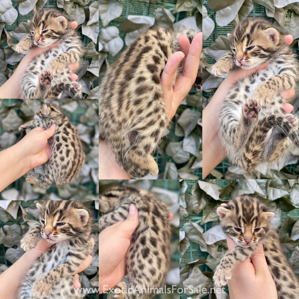 F1 bengal kittens for Sale