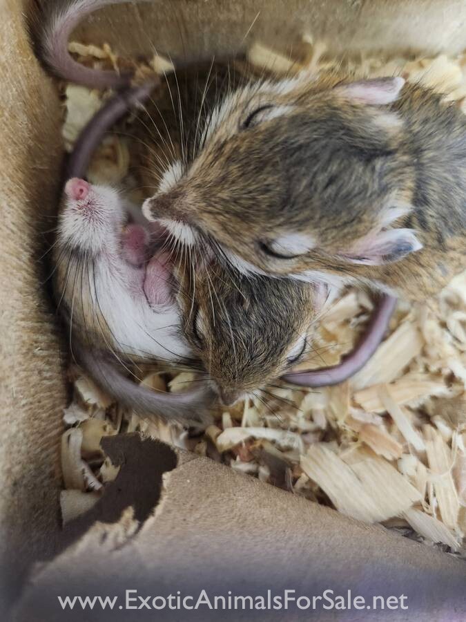 Ord's Kangaroo Rats (captive bred, extensively handled and socialized ...