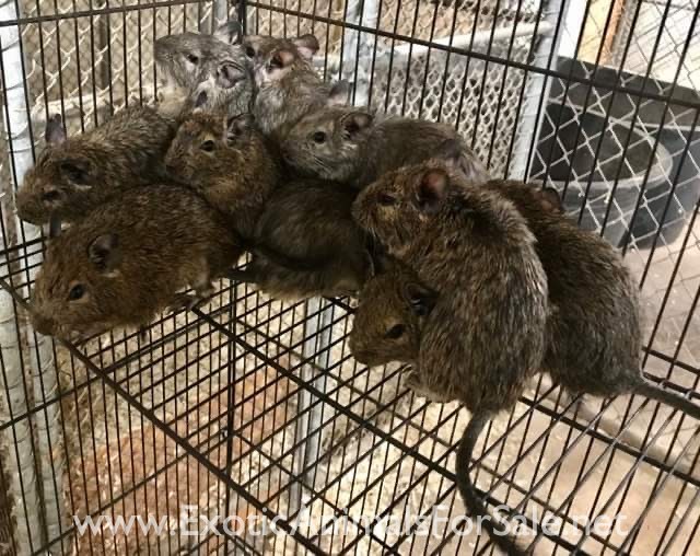 Proven breeding colony of Blue & Brown Degus for Sale
