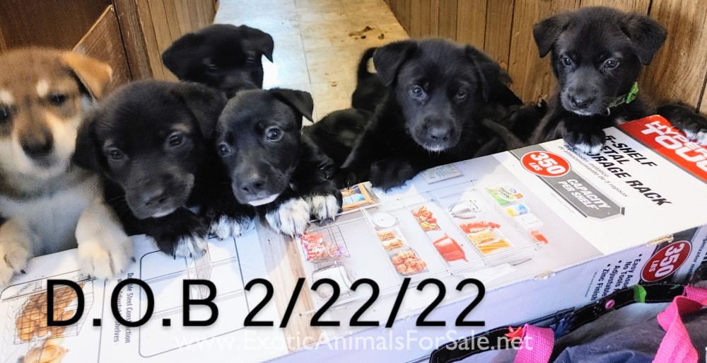 Wolf hybrids for Sale