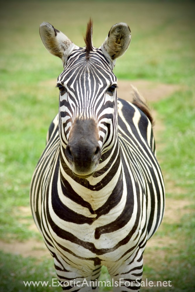 Zebras For Sale Zebras For Sale