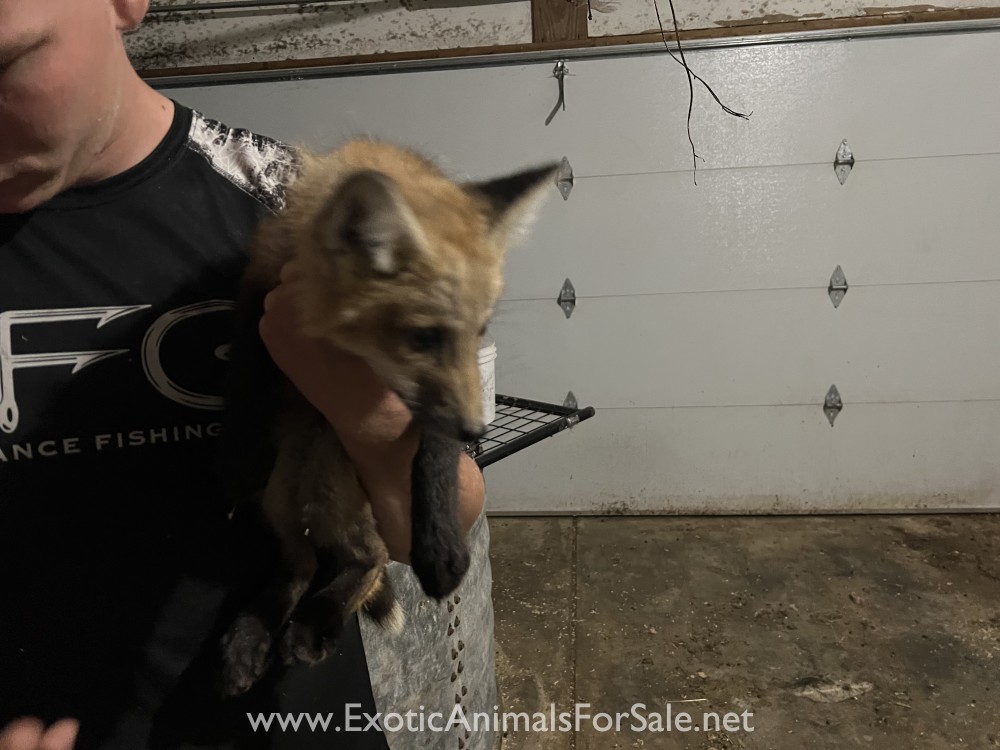 Red Foxes - Born this Spring for Sale