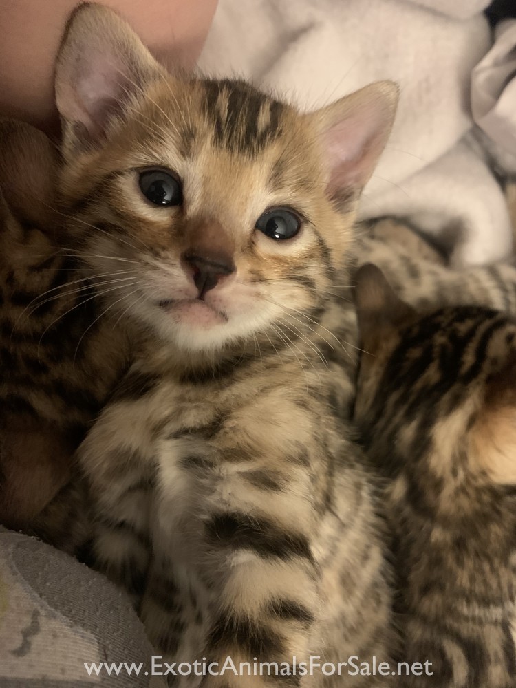 F3 Bengal kittens for Sale