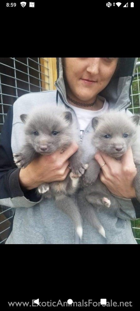 Amber, Pearl and Silver Fox Pups for Sale for Sale