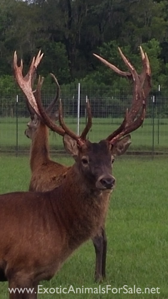 Red Deer for Sale