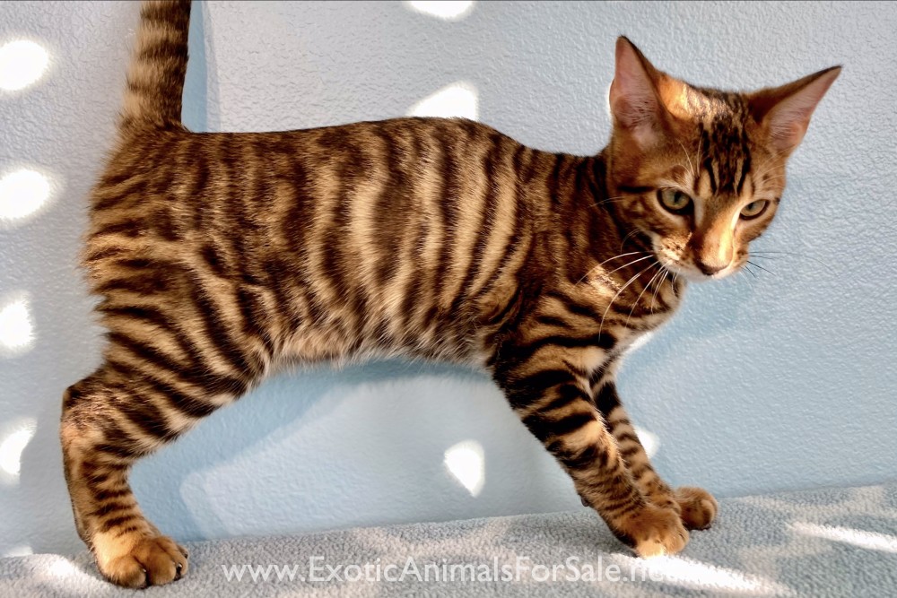Toyger Kittens for Sale for Sale