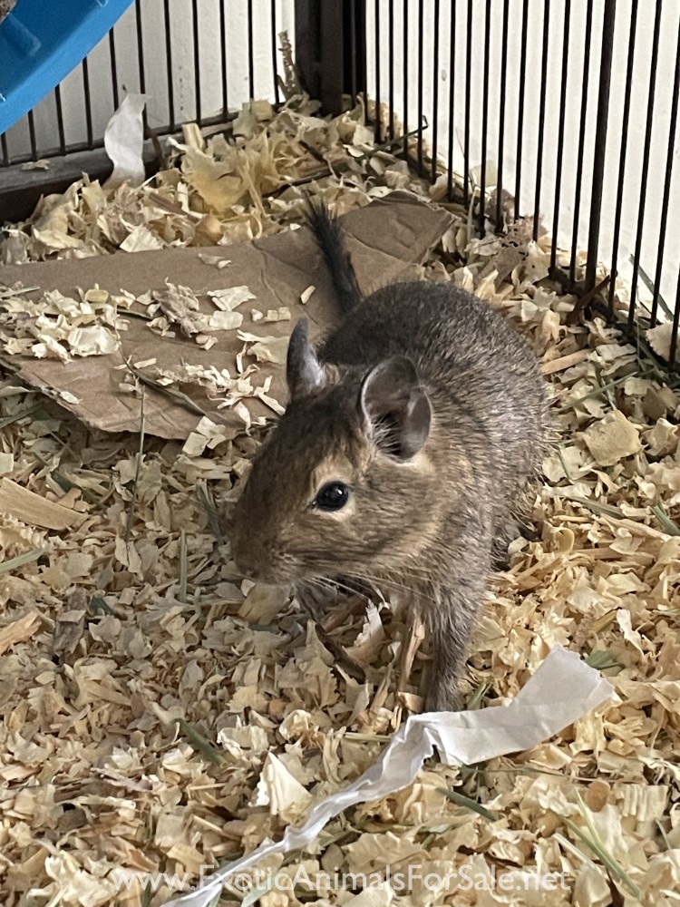 Degu for Sale