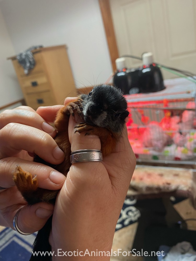 Prevost’s Squirrel babies for Sale