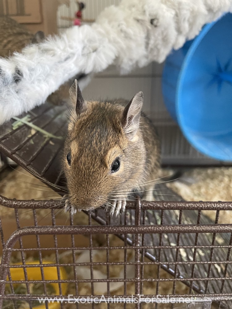 Degu for Sale