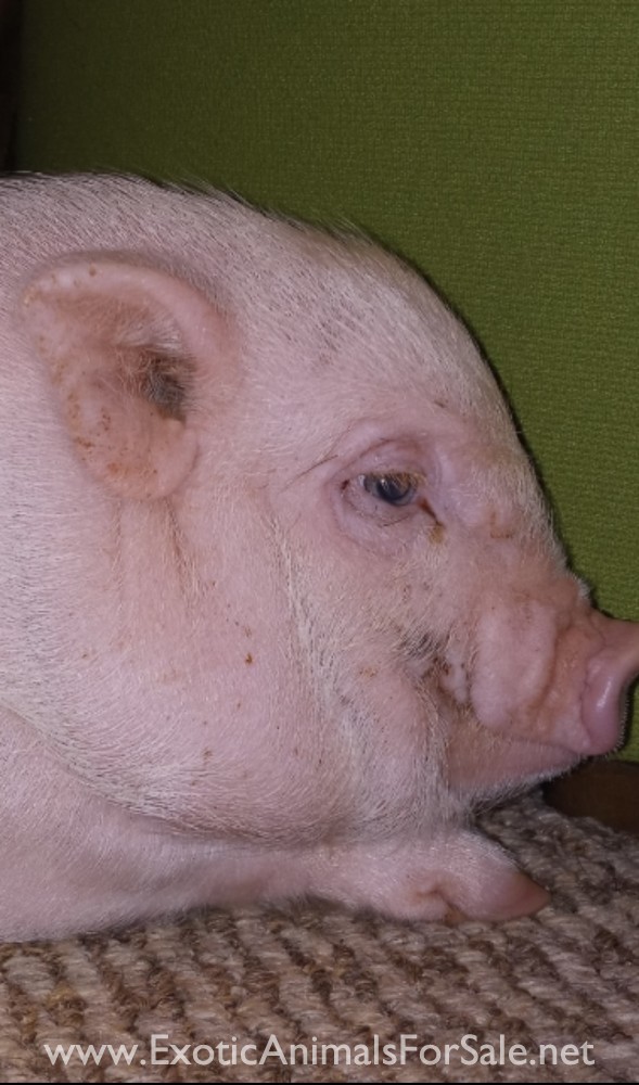 Mini piglet for Sale