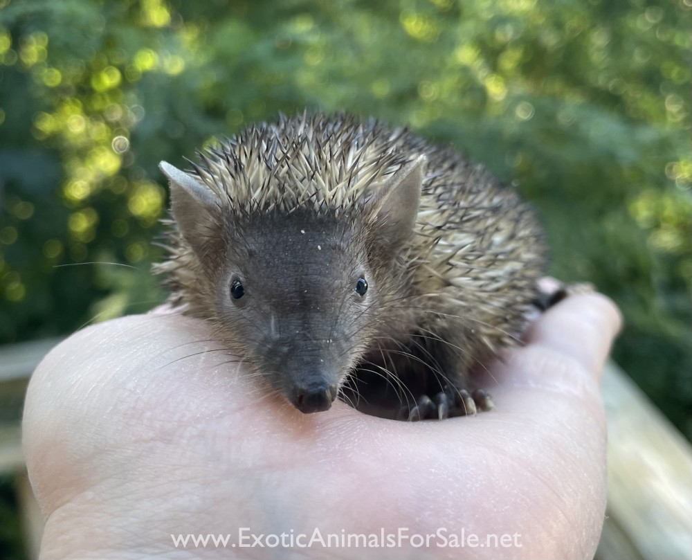 10 Week Old Lesser Tenrecs For Rehome for Sale