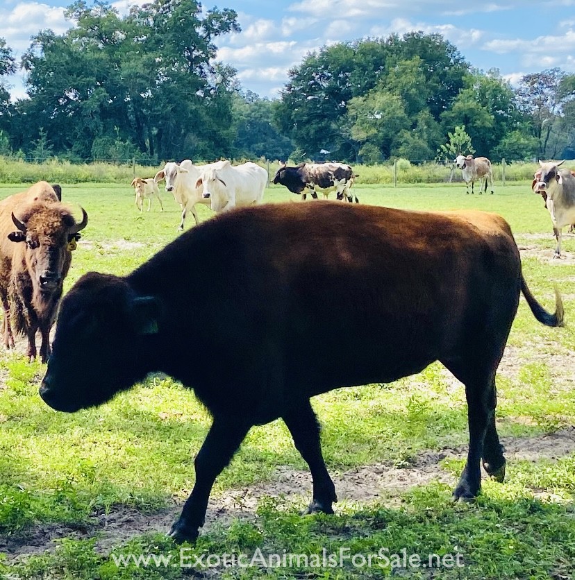 Beefalo cow for Sale