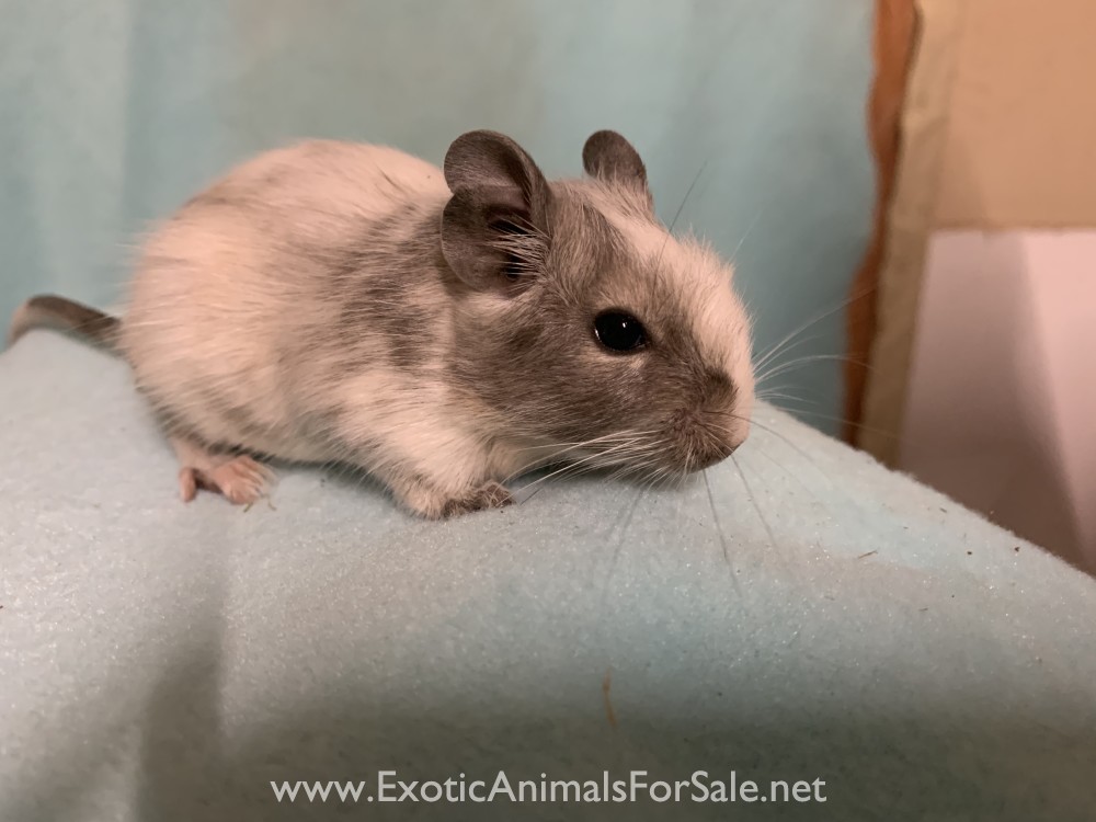 Degus for Sale