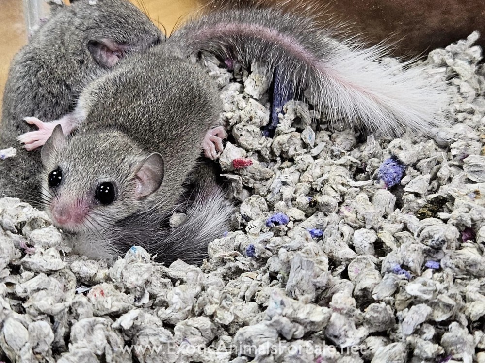 Pygmy Squirrels / African Dormice! for Sale