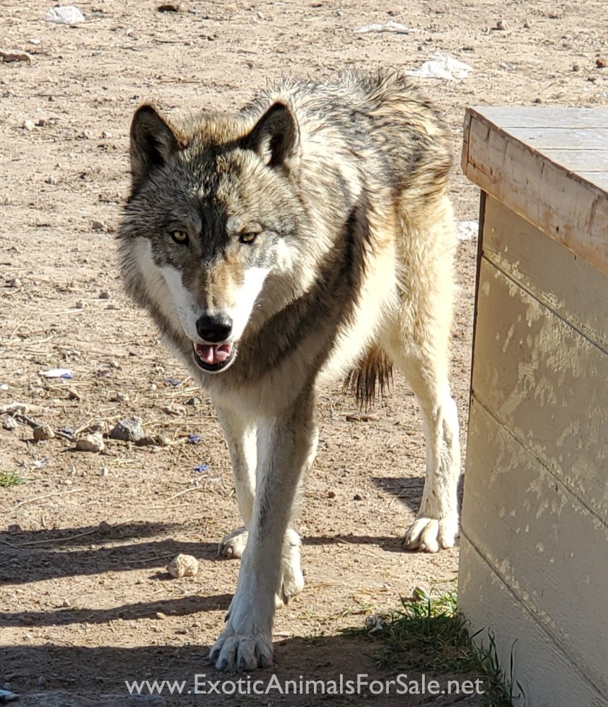 2023 High Content Wolfdog Pups for Sale