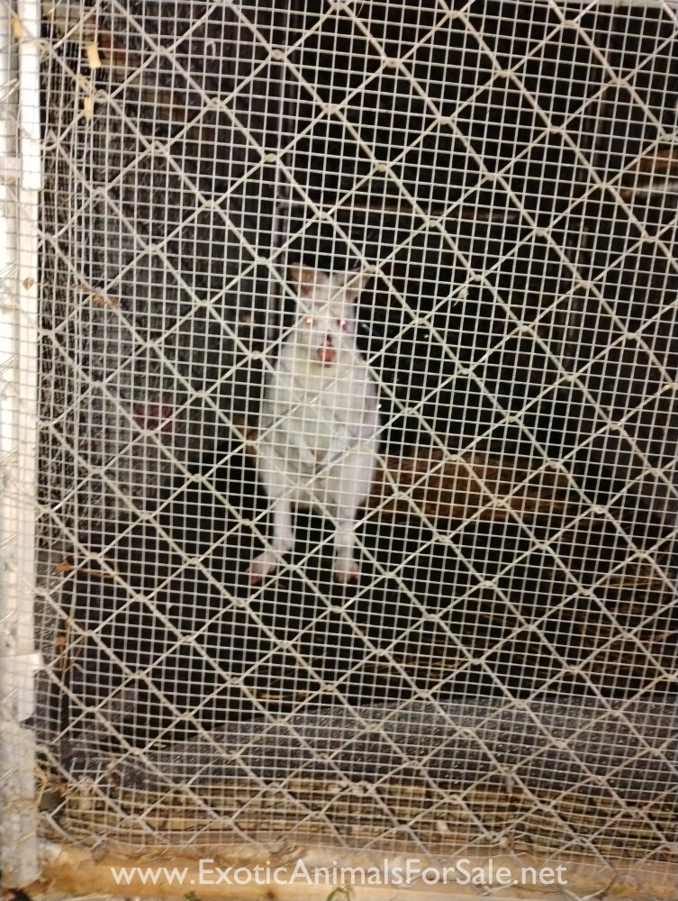 Animale Pantera Albino