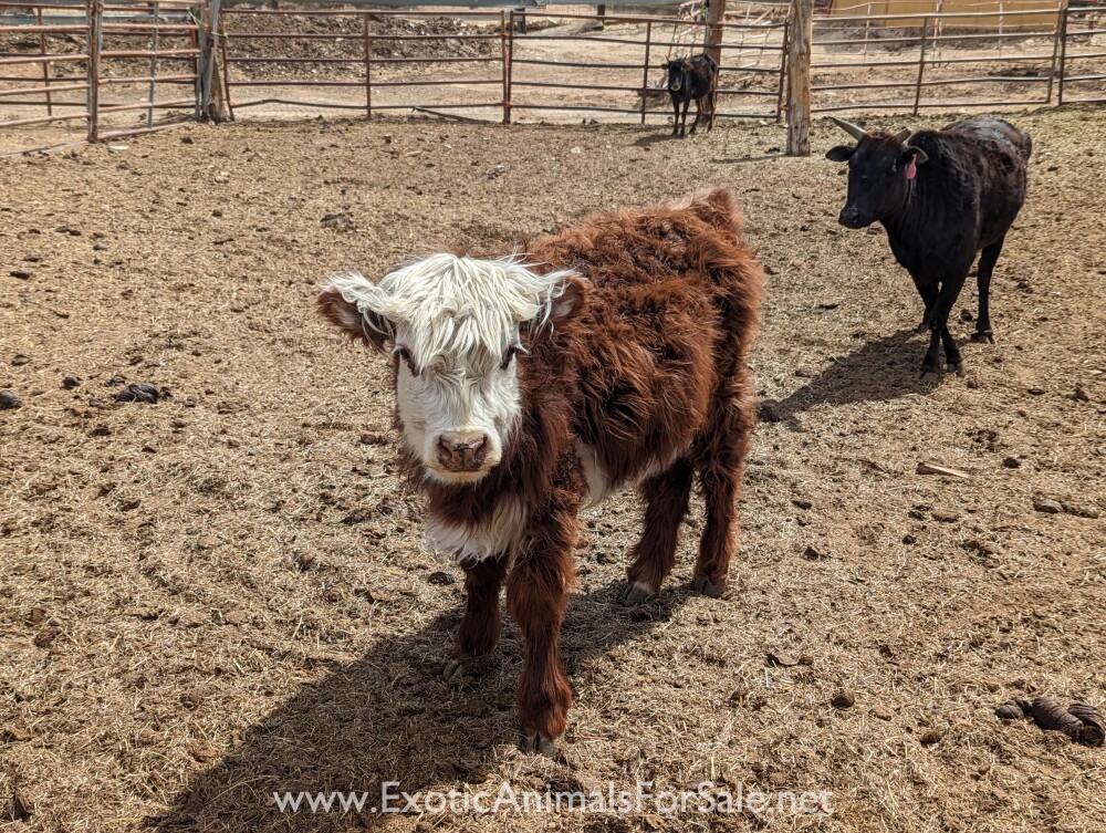 Miniature cattle for Sale