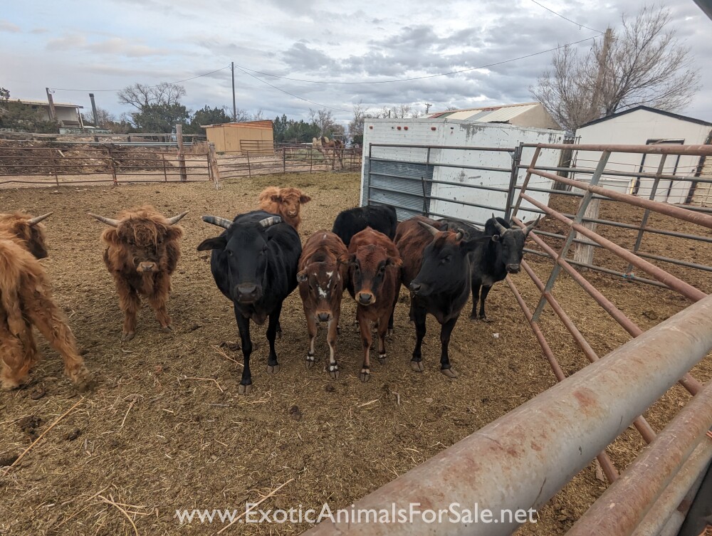 Miniature cattle for Sale