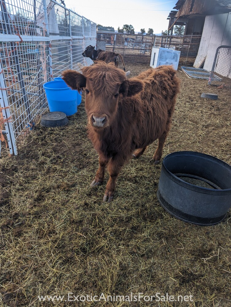 Yearling highlander heifer for Sale