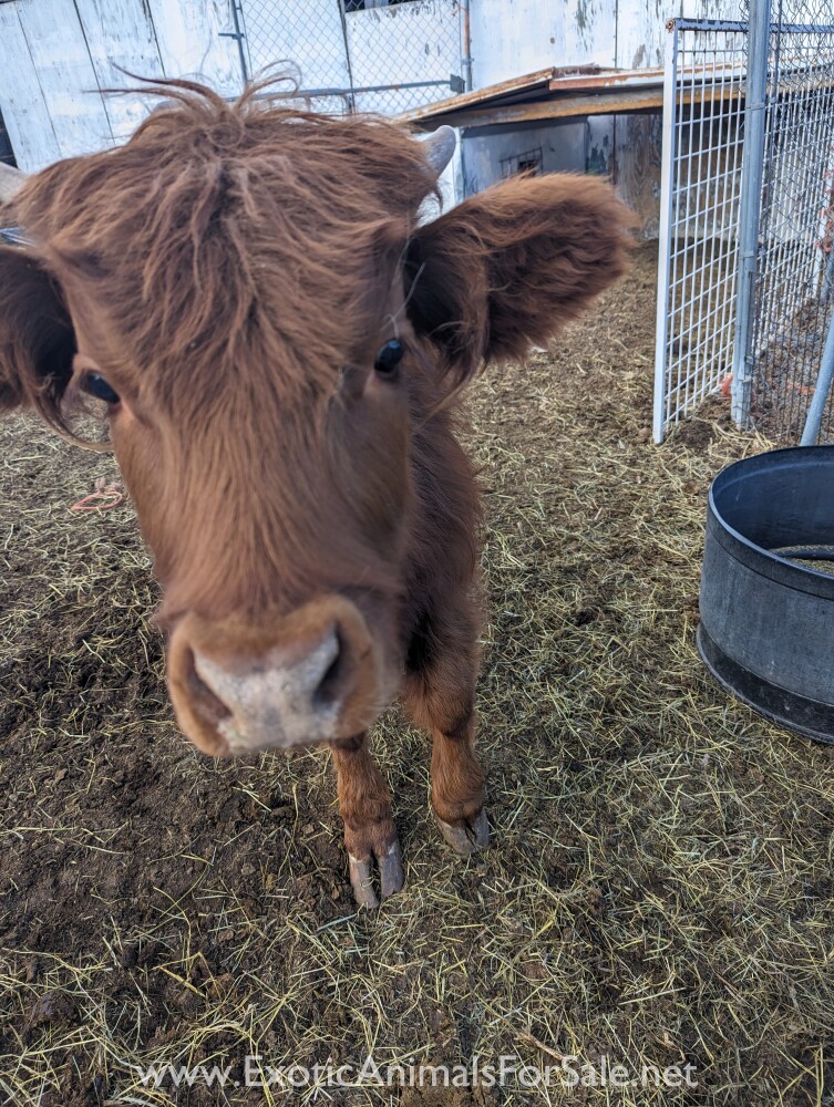 Yearling highlander heifer for Sale
