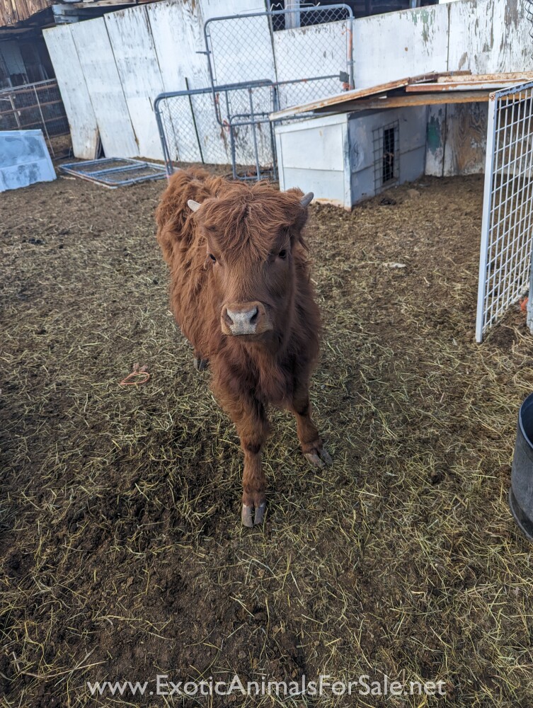 Yearling highlander heifer for Sale