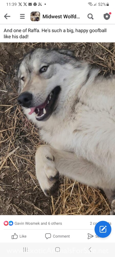 UPPER-MID CONTENT WOLF-DOG PUPPIES for Sale