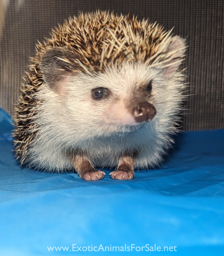 Hedgehog - Located in Norman, OK for Sale