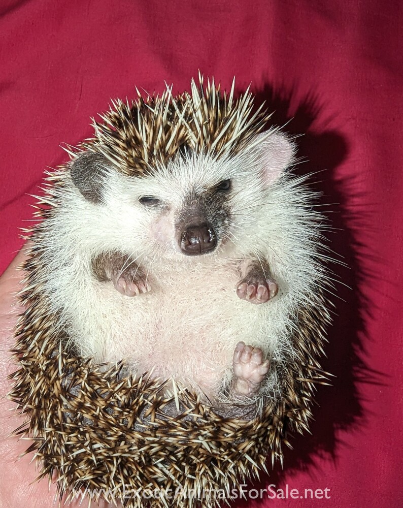 Hedgehog - Located in Norman, OK for Sale