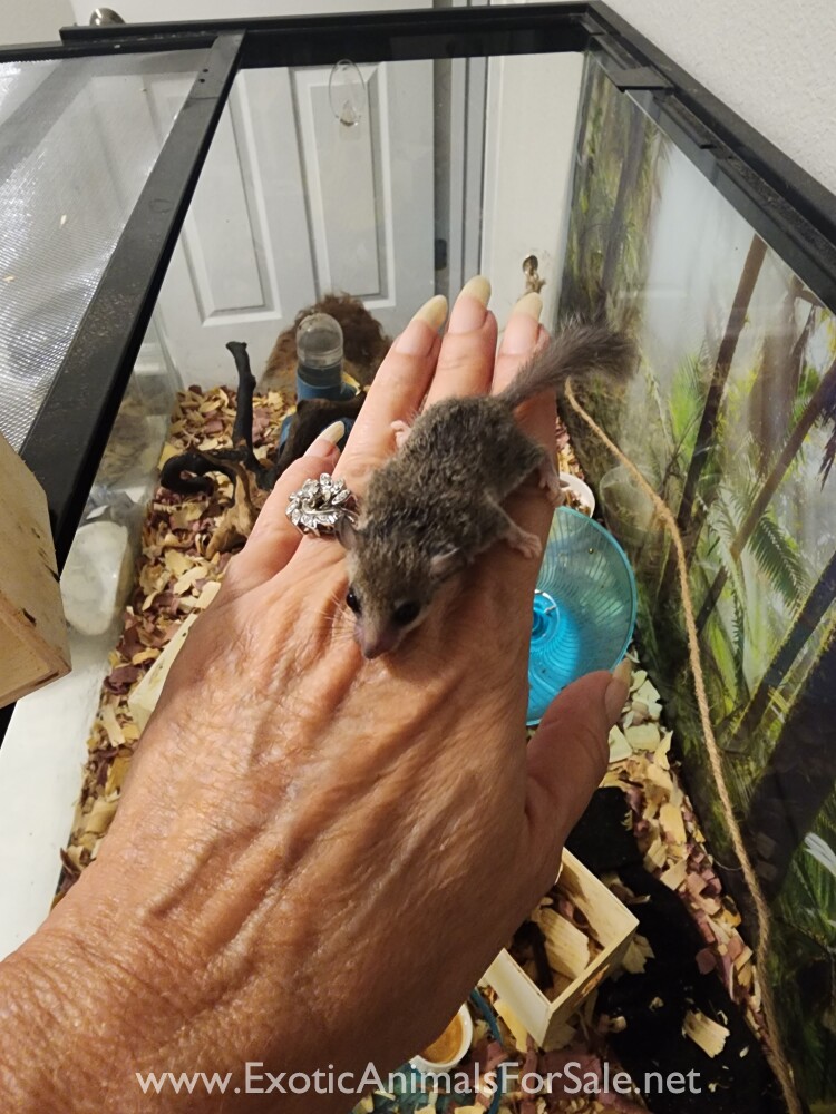African Pygmy Doormice for Sale