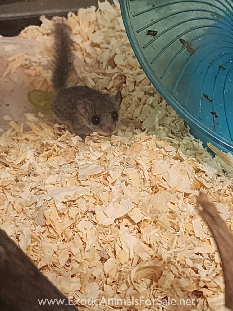 African Pygmy Doormice for Sale