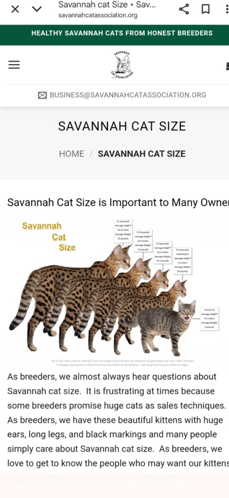 F1 Savanah kittens for Sale