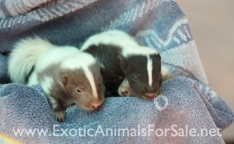 Baby Skunks for Sale
