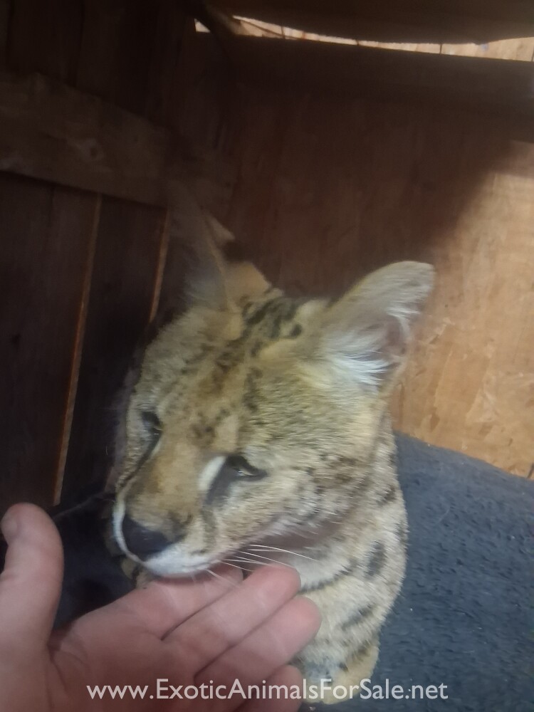 1.5 old male Serval for Sale