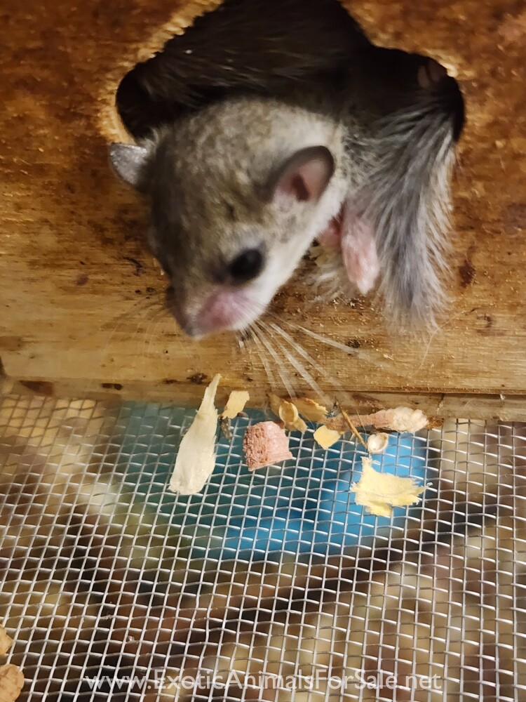 African Pygmy Doormice for Sale