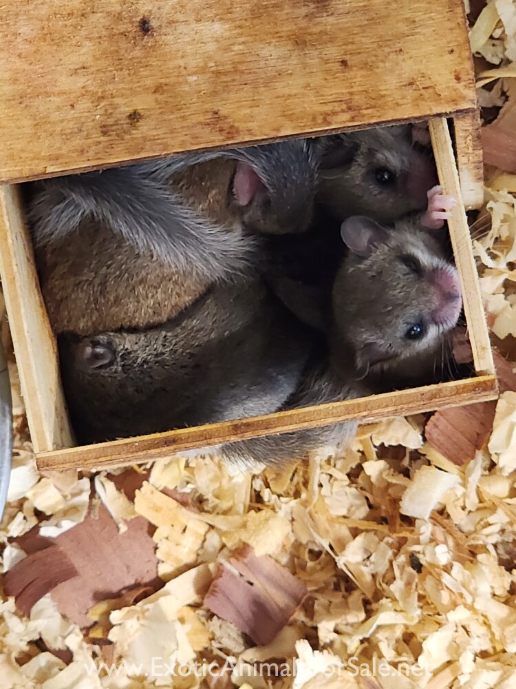 African Pygmy Doormice for Sale