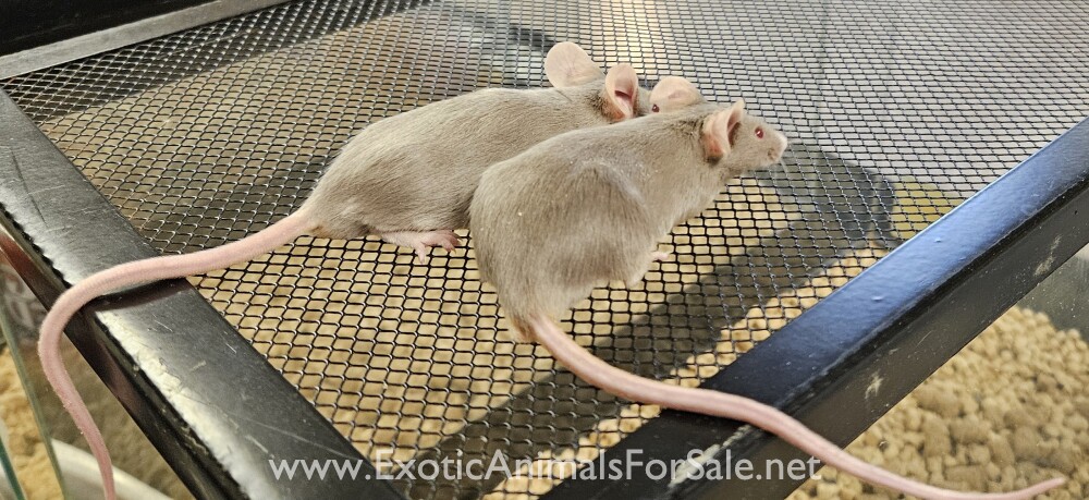 Selectively bred pet rats, English mice and other rodents for Sale