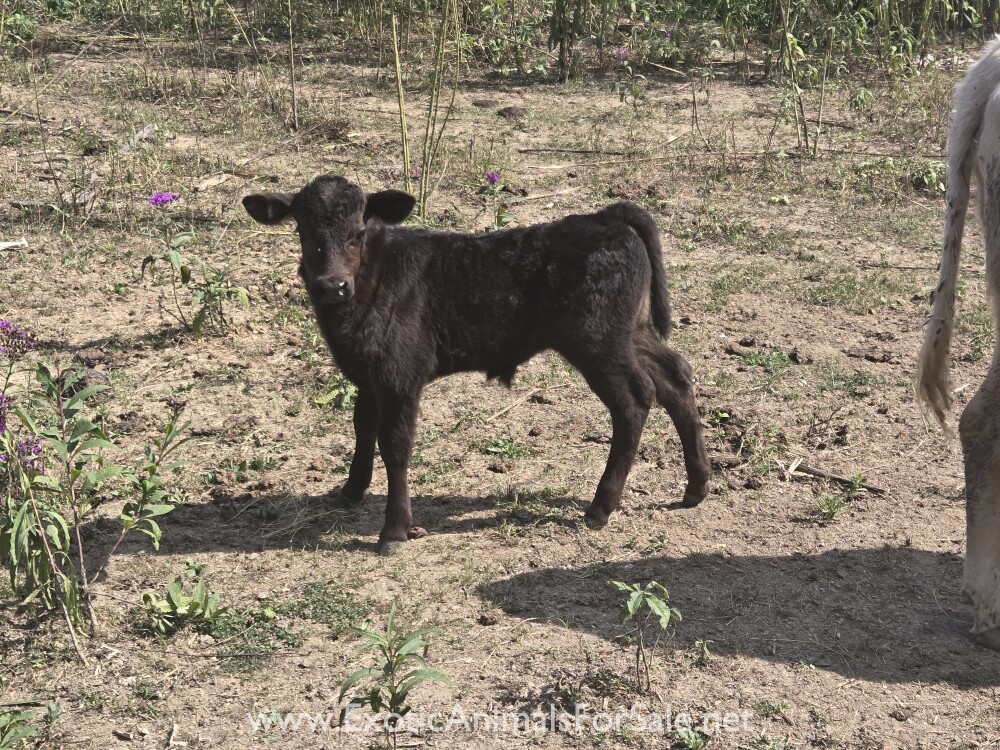 Mini British white cow and calf for Sale
