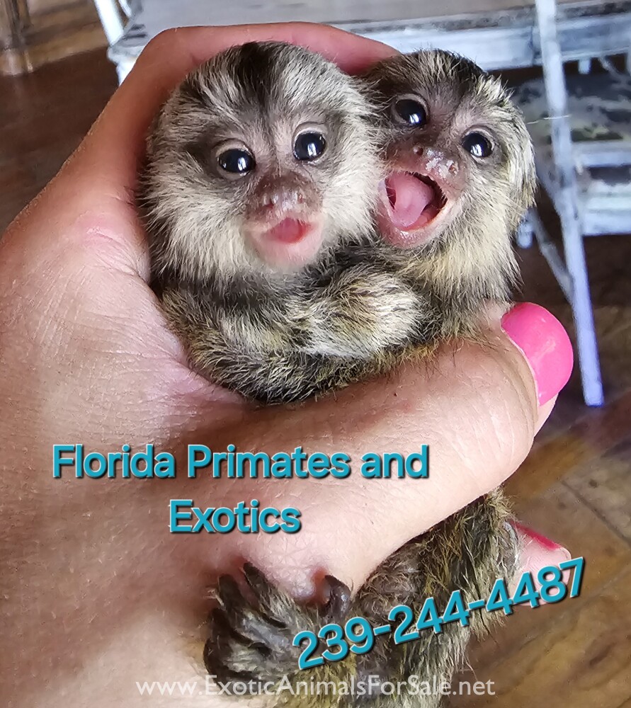 Marmosets For Sale