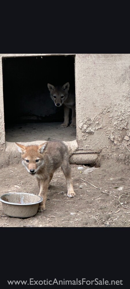 Adult's and Coyote Pups for sale for Sale