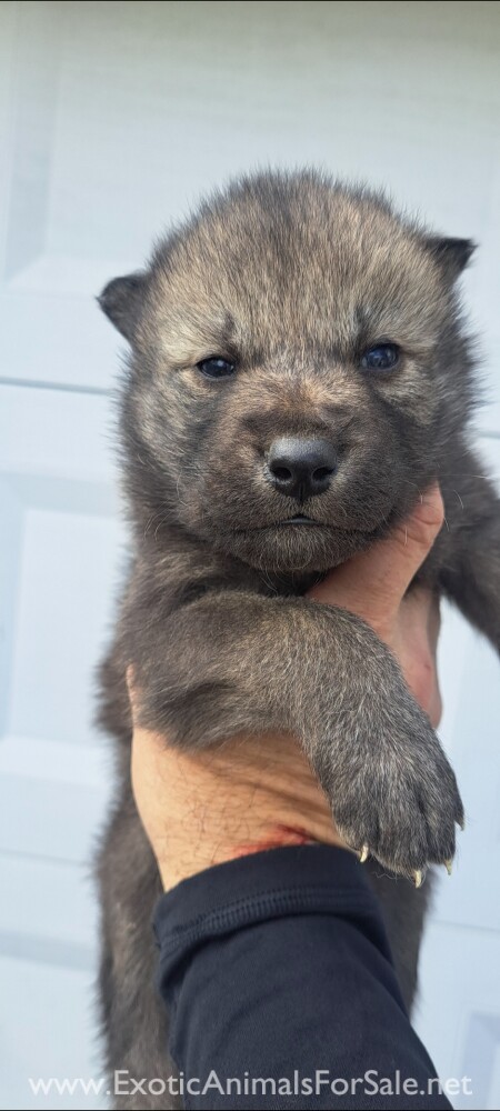 Wolf pups for Sale