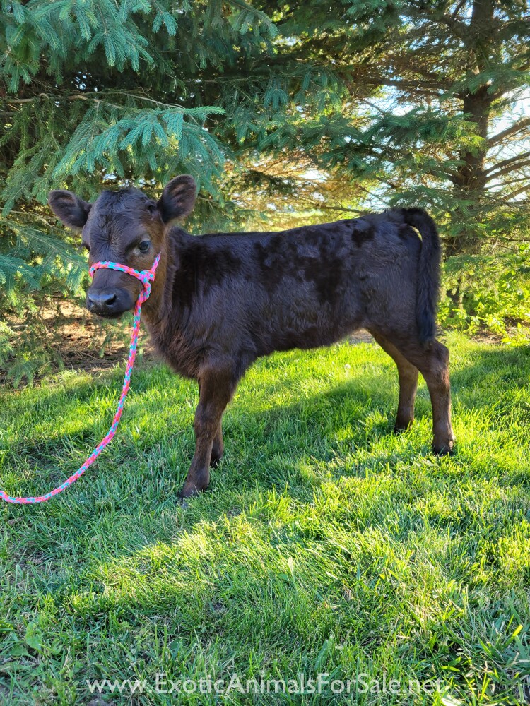 Mini dexter cross heifer for Sale