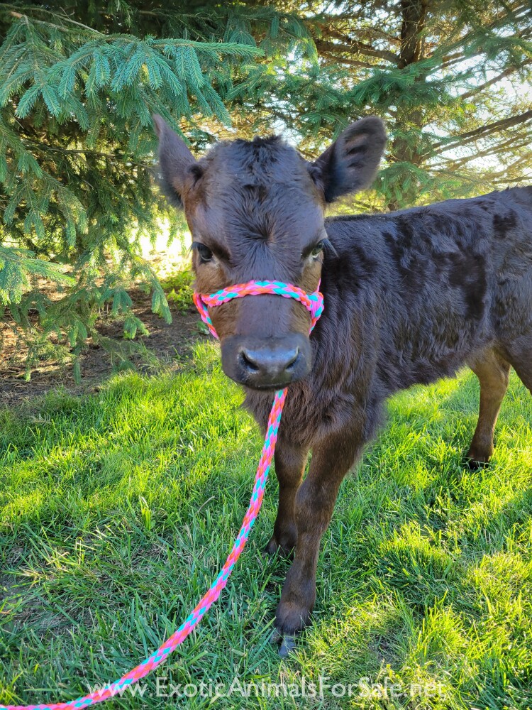 Mini dexter cross heifer for Sale