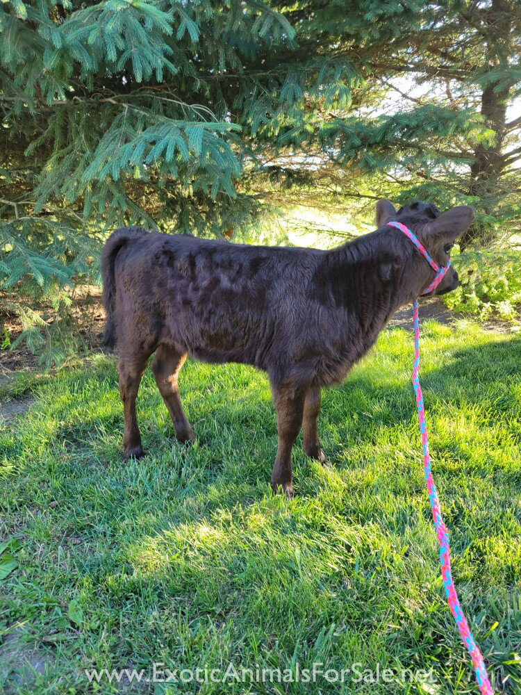 Mini dexter cross heifer for Sale
