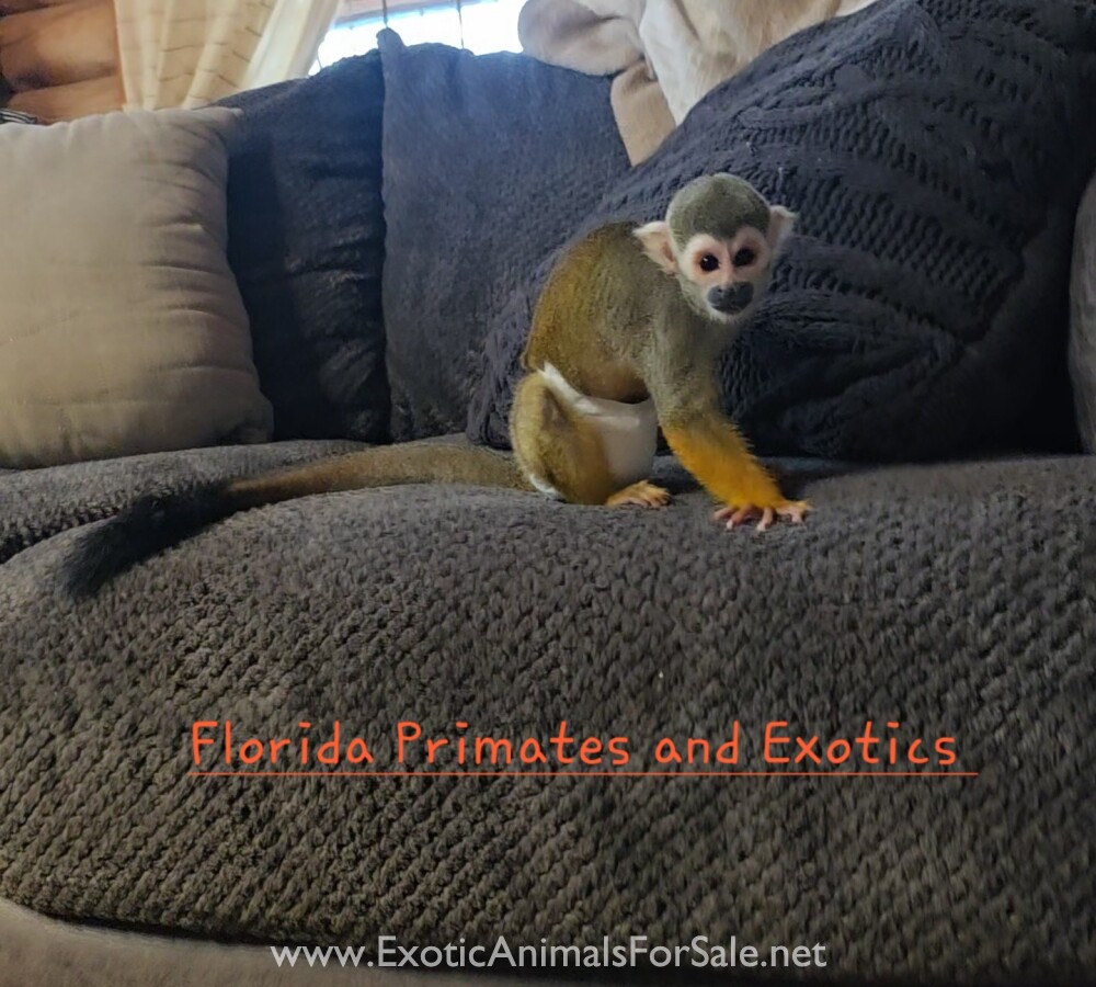 Squirrel monkey adult for Sale
