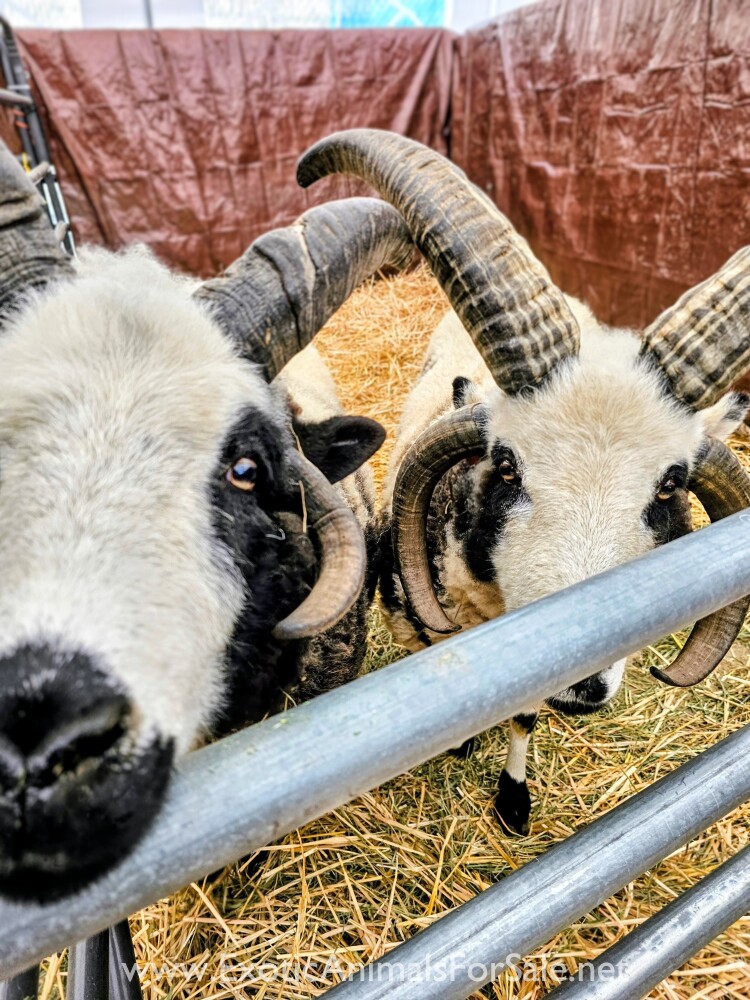 4 horned Jacob wethers for Sale