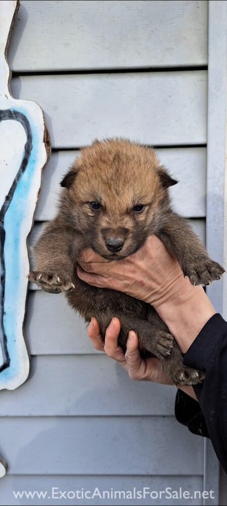 Wolf hybrid pups for Sale