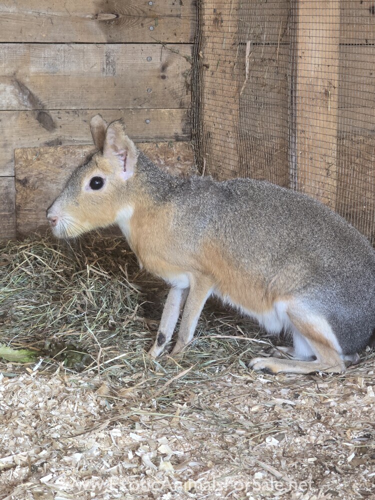 Cavy, porcupine, prarie dogs, parakeets for Sale